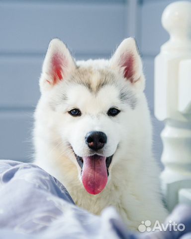 Продается щенок (девочка) Сибирский хаски