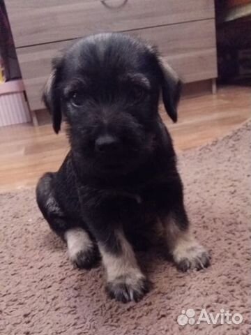 Щенки Миттельшнауцера