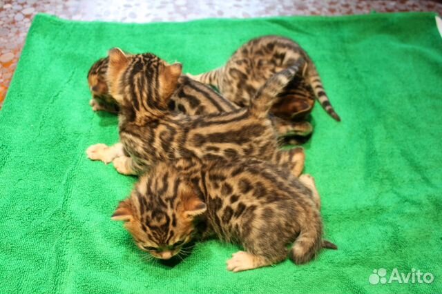 Малыши бенгалы