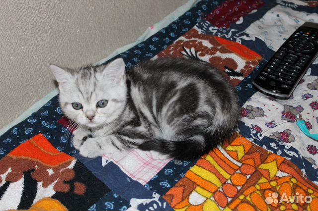 Шотландские мраморные котята