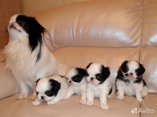 Маленькие самурайчики для Вас