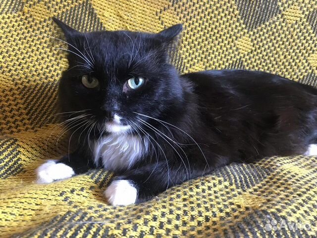 Котик в добрые руки