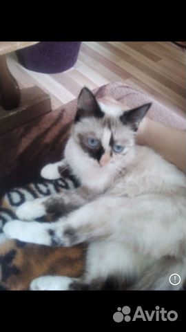 Кошечка