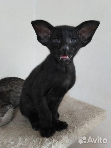 Шикарный Ориентальный мальчик