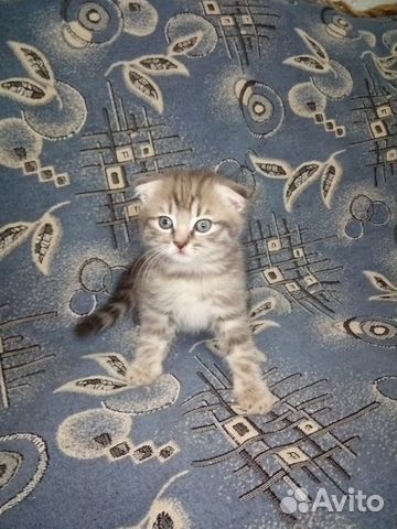 Милые котята - шотландцы