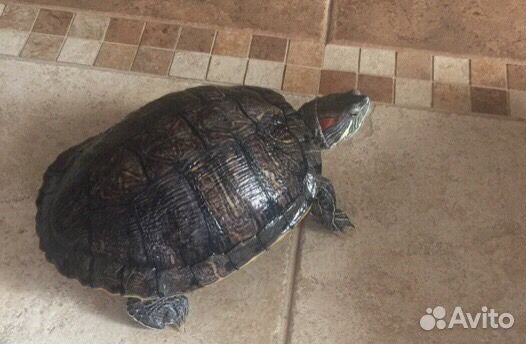 Красноухая Черепаха