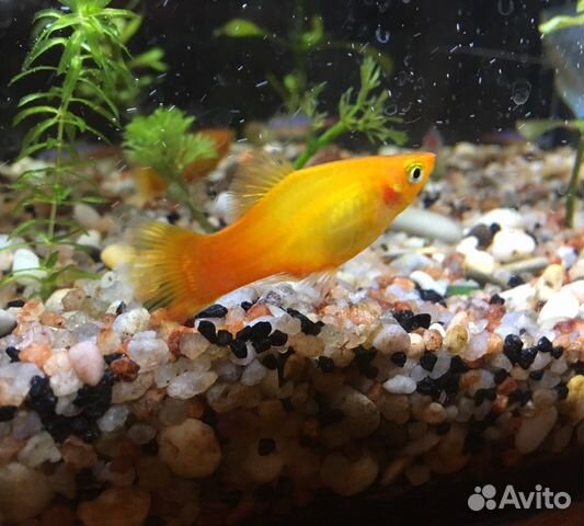 Пецилии, моллинезии, гуппи