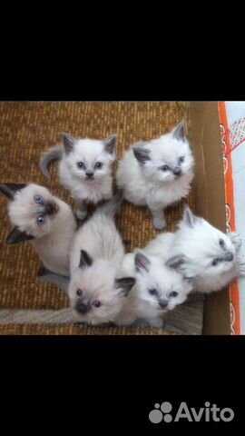 Продам Невских-Маскарадных котят