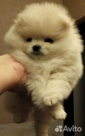 Мальчик Померанчик