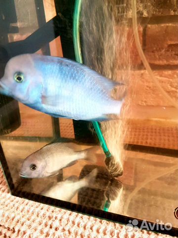 Голубые дельфины пара