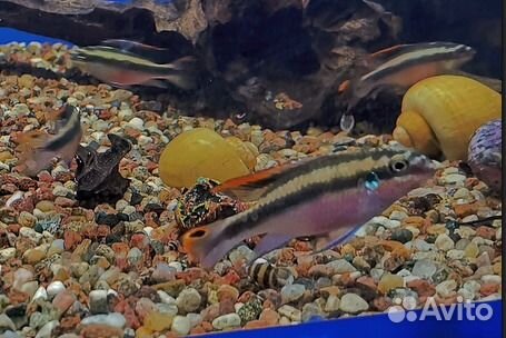 Pelvicachromis pulcher Red Cameron