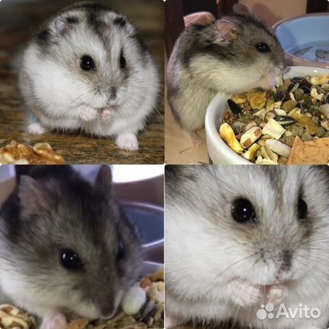 Джунгарские хомячки всех окрасов