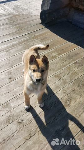 Щенок Западно-Сибирской лайки