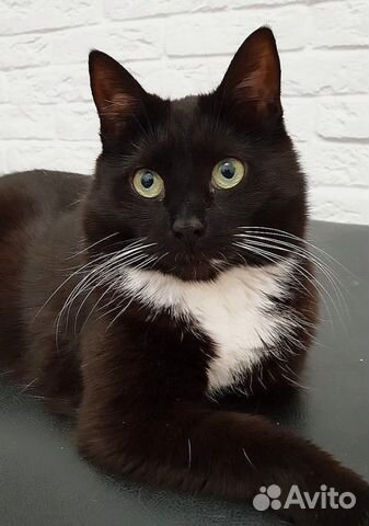 Кошка Миледи, 4 года