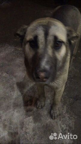 Собака