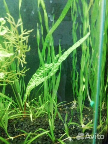 Валиснерия