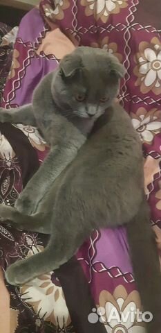 Шотландский вислоухий котик ищет даму для вязки