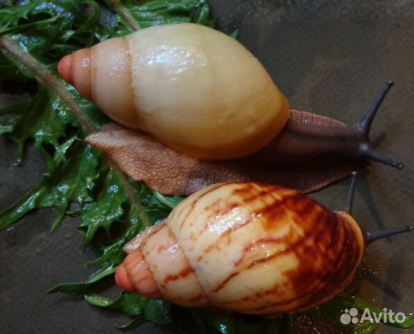 Очень красивые улитки