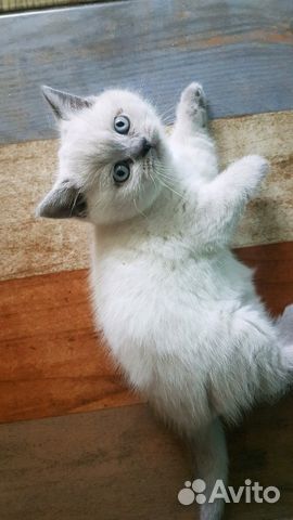 Котёнок шотландка)