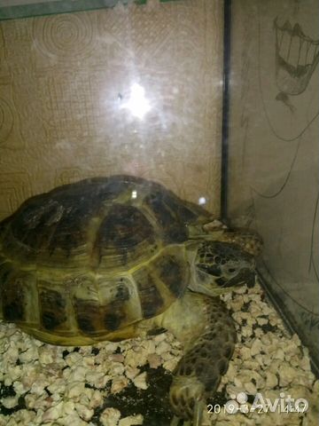 Черепаха