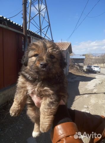 Отдам мальчика