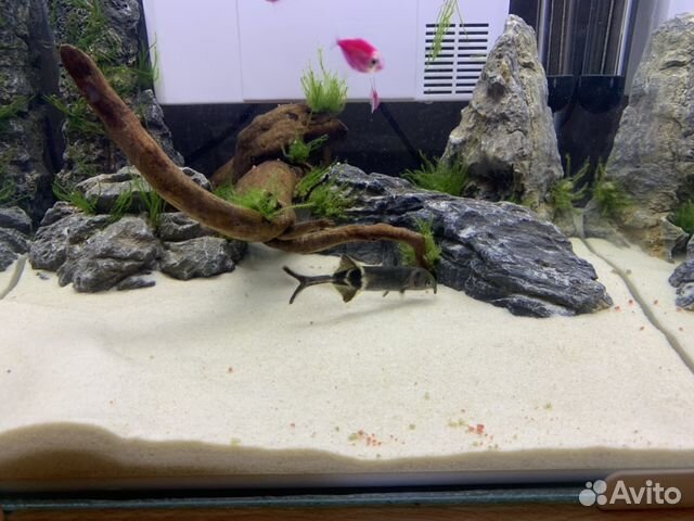 Нильский слоник