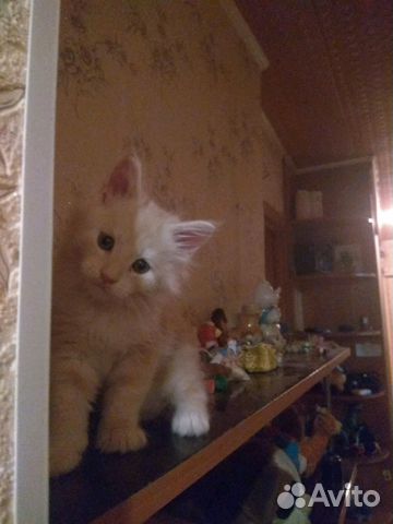 Котятки мейн кун