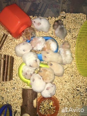 Хомячки (Сирийские, Джунгарики, Роборовского )