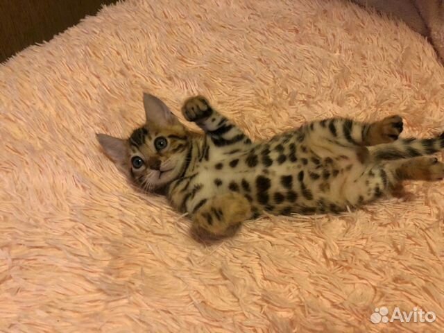 Бенгальская