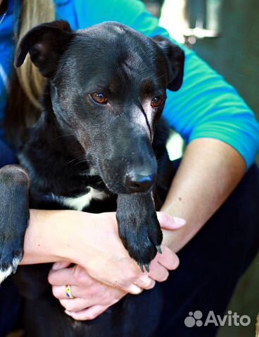 Собака с большим добрым сердцем- Чернушка