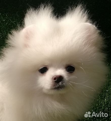 Настоящая Блондинка