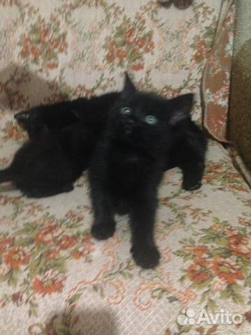 Отдам в добрые руки, чудных малышей. Очень добрыеЗ