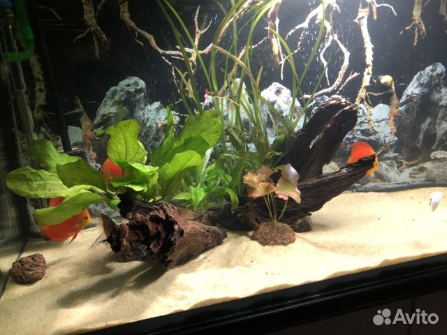 Мангровые коряги