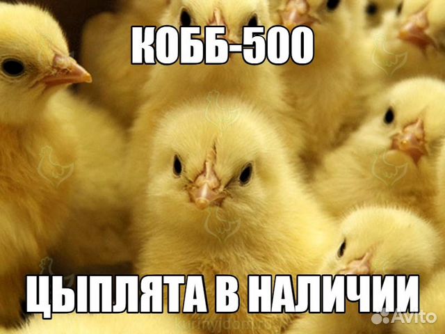 Цыплята бройлеры кобб-500
