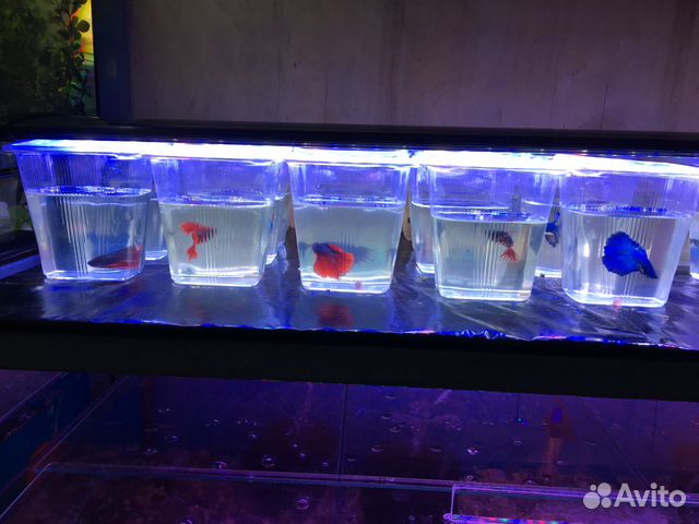 Сиамский петушки