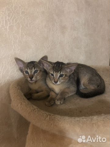 Абиссинская