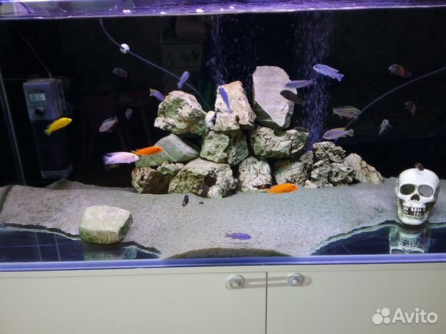 Цихлиды озера Малави Мбуна