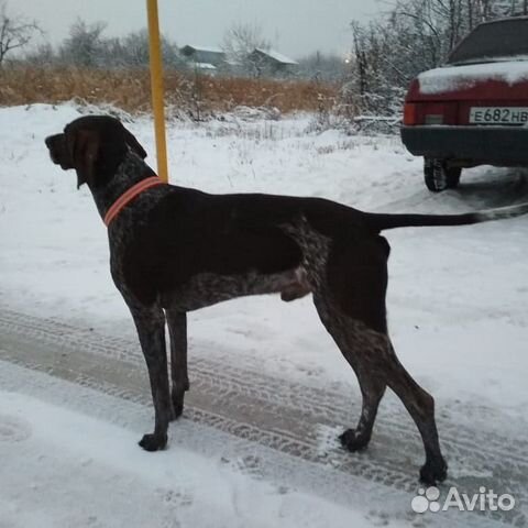 Пропал курцхаар кобель