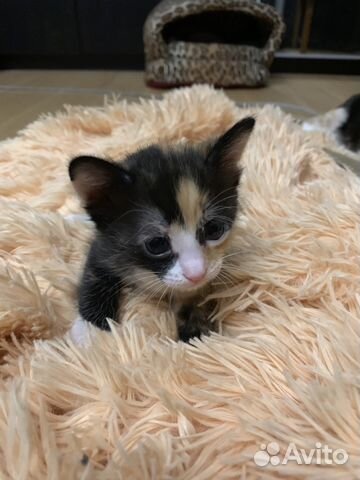 Котенок в добрые руки (родился 18.03)