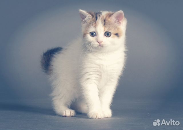 Трехцветное счастье Шотландской породы