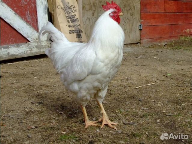 Продам петуха