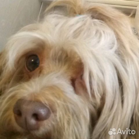 Вязка. Мальчик. 4 года, документы в порядке. Для з