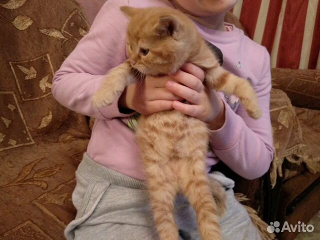 Котята рыжие от британца