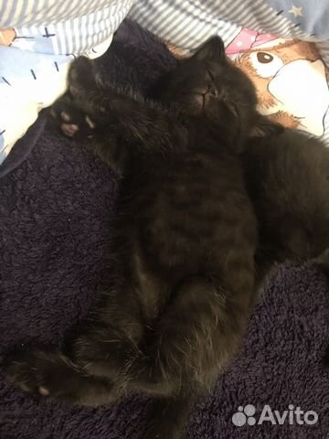 Шотландские скоттиш страйты
