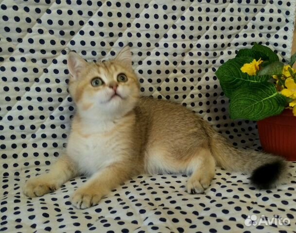 Золотой boy