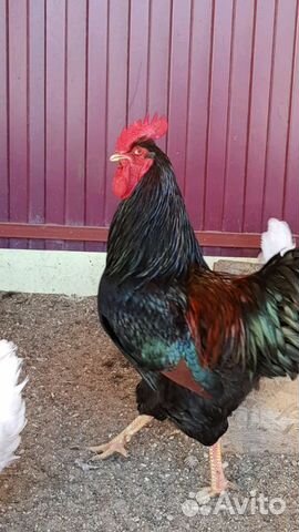 Цыплята барневельдер, мини-мясо и китайские шелков