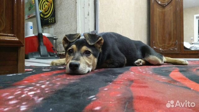 2 щенка близнеца