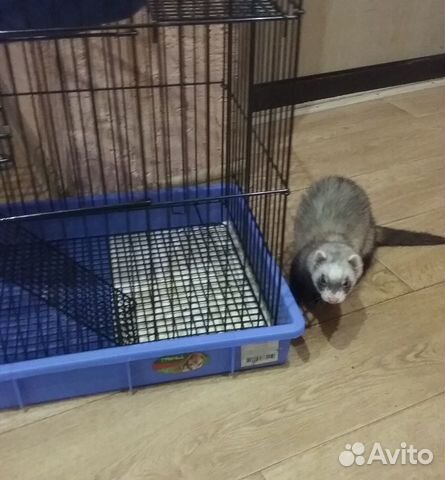 Хорек Девочка