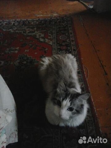 Отдам котика