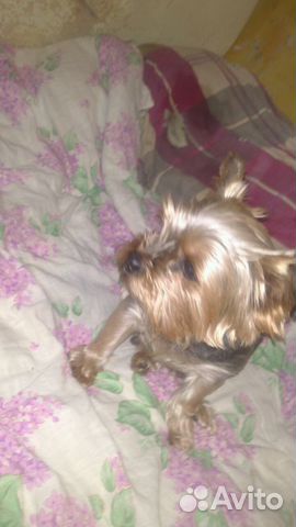 Отдам йорка